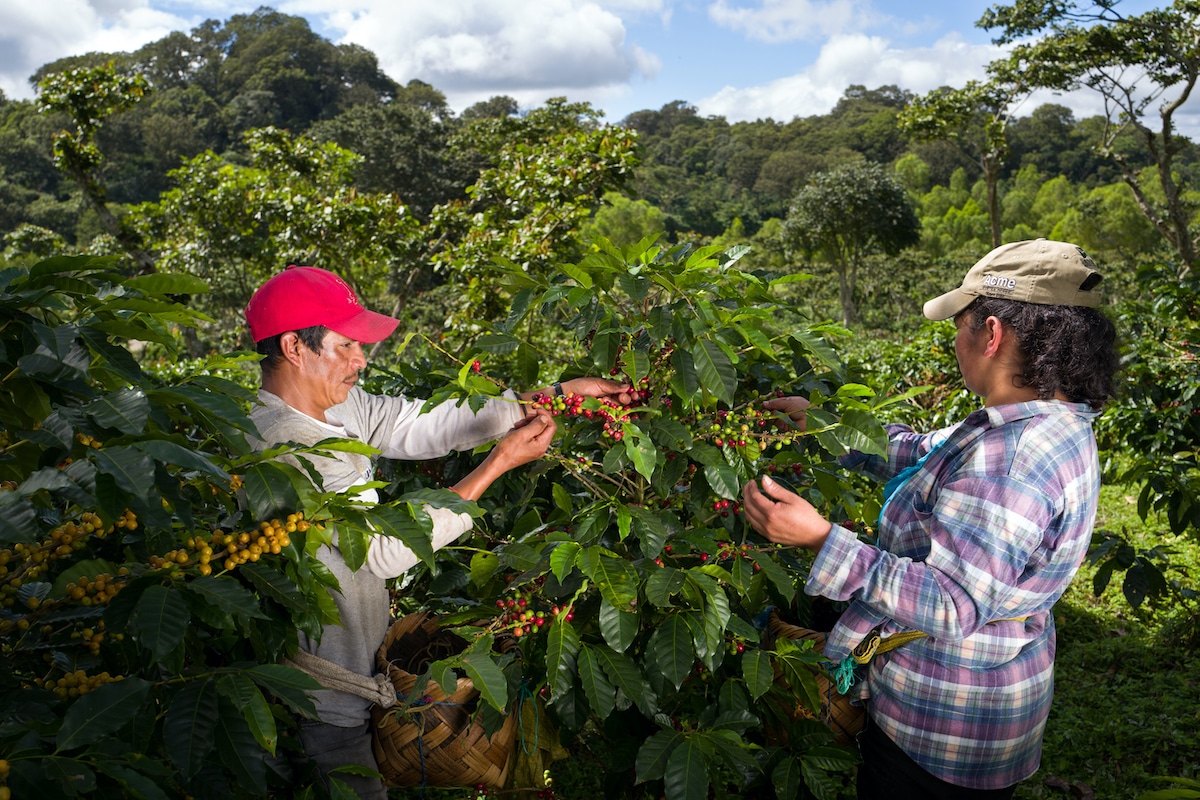 Global Coffee Platform recognises two tiers of Olam AtSource program as ...